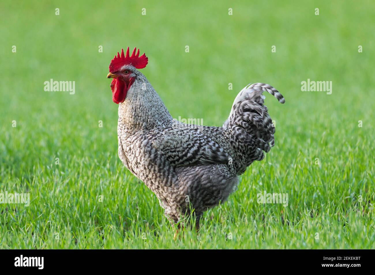 Plymouth Rock chicken, American breed of domestic chickens, free range ...