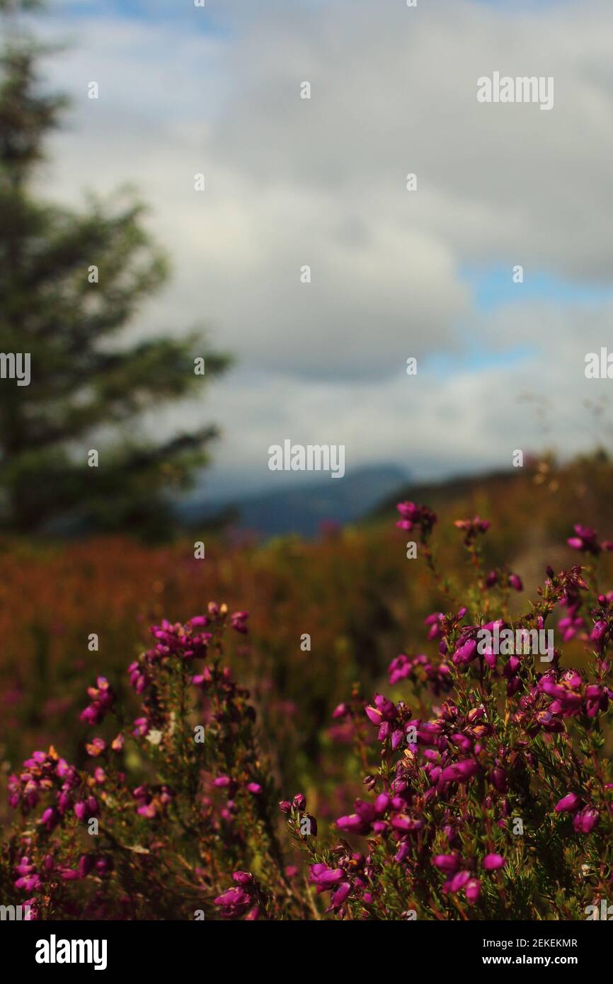 Scottish heather hi-res stock photography and images - Alamy