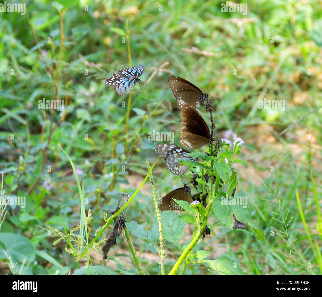 Butterflies from the genus Milkweed butterfly (Danaidae) probably ...