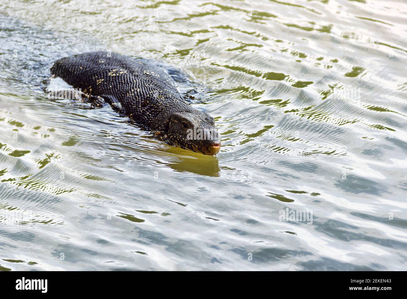 Monitor or Water Lizard floating in the lake. Large lizards in Sri ...