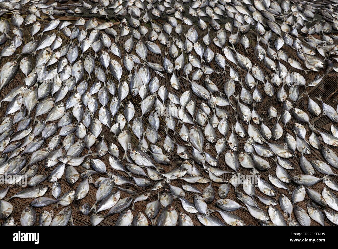 Fish drying on beach from fishing net Cape Coast Ghana. Pulled from ...