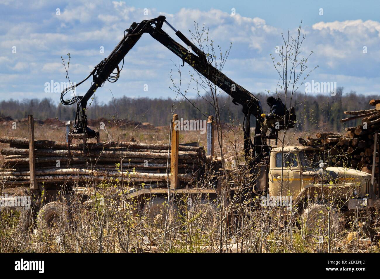 Forest industry. Operations for loading-unloading logging truck at ...