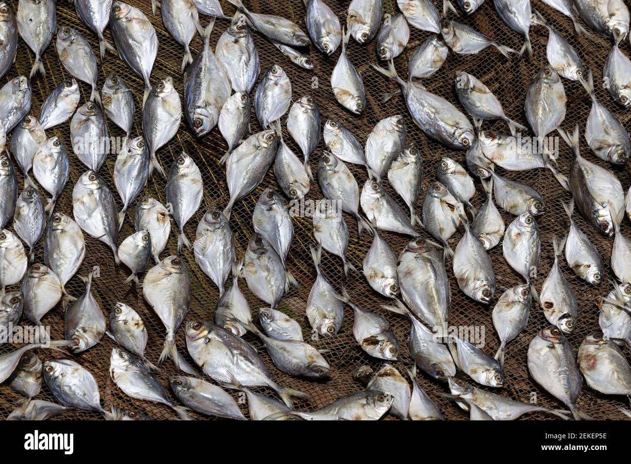 Fish drying on beach from fishing net Cape Coast Ghana. Pulled from ...
