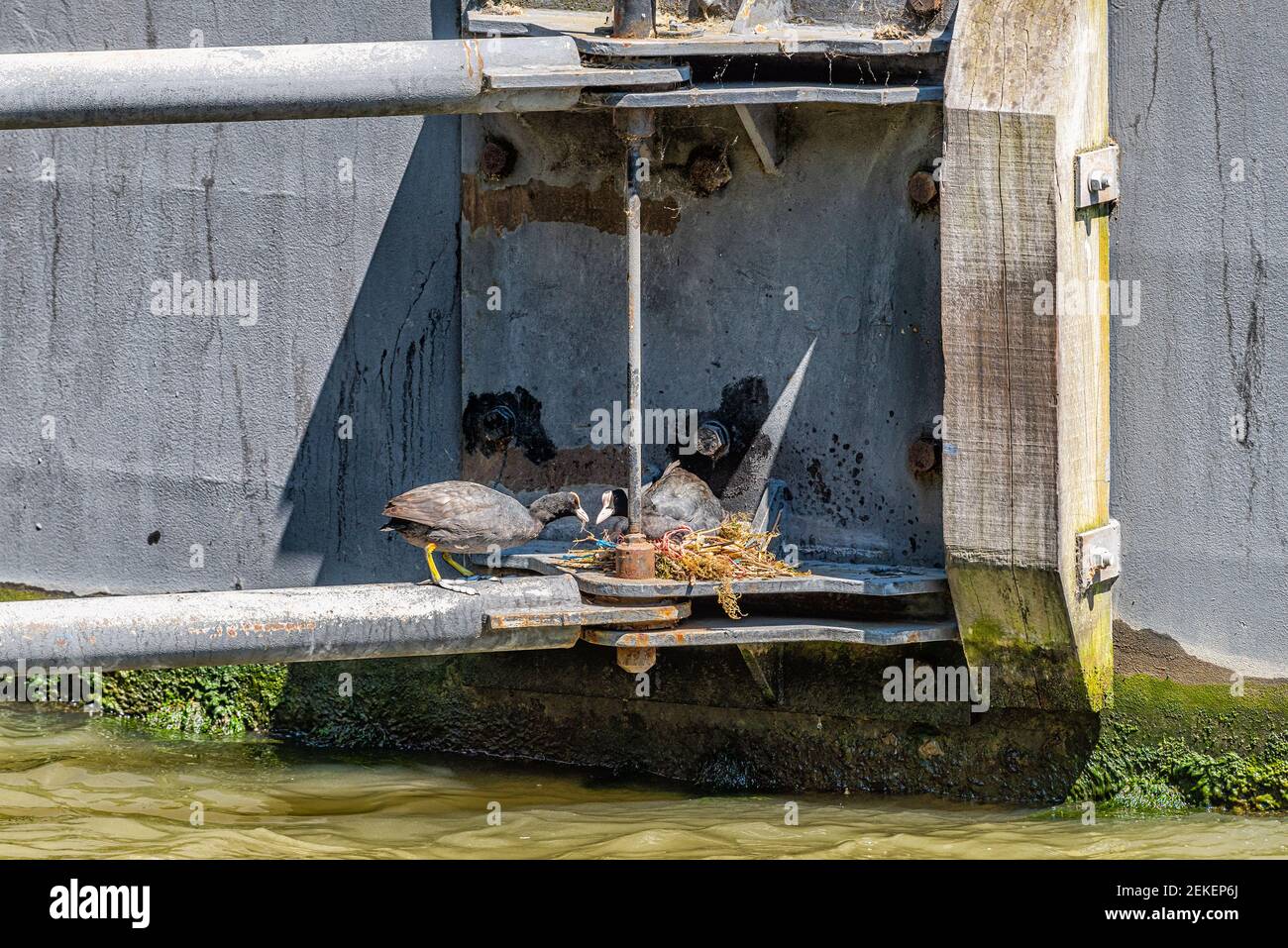 Two animals pair of coot birds nesting and male bringing female fish ...