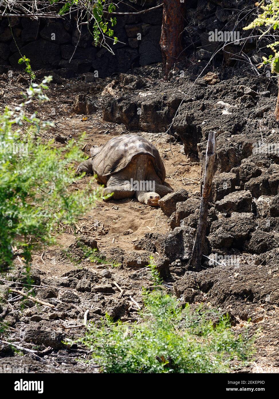 Lonesome George, Galapagos Giant Tortoise, old, long neck, saddle type ...