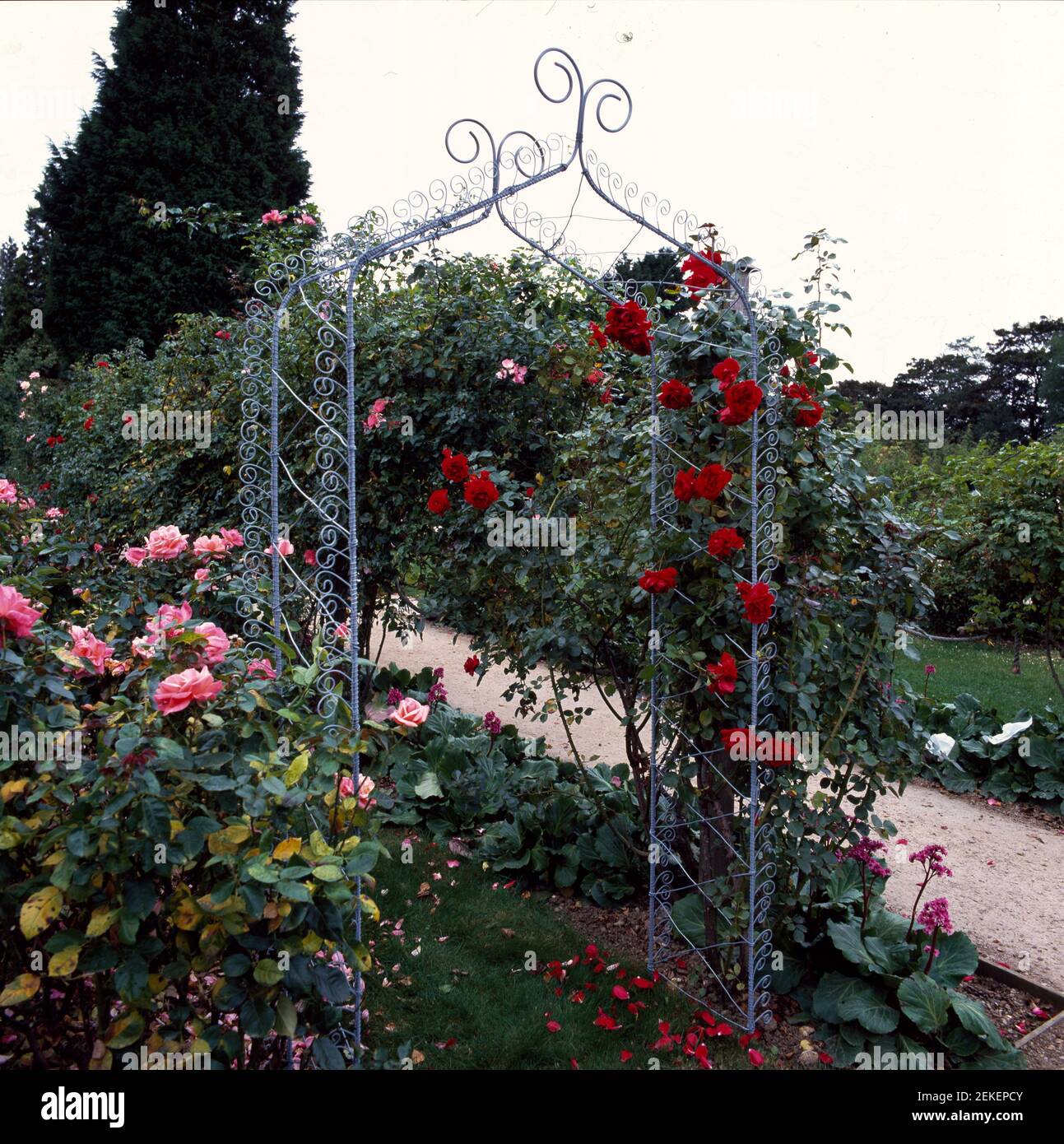 Roses on an arch hi-res stock photography and images - Alamy
