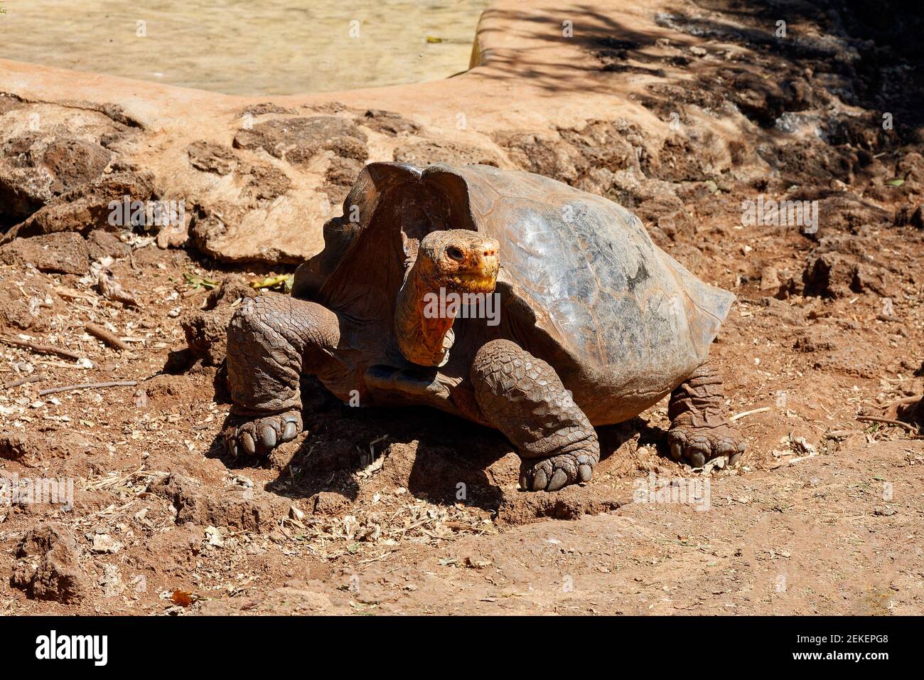 Galapagos Giant Tortoise, walking, close-up, long neck, saddle type ...