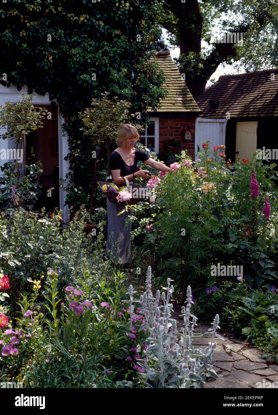 Picking roses hi-res stock photography and images - Alamy