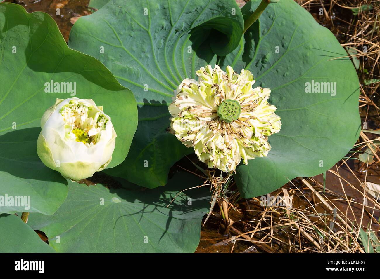 Earliest cycle hi-res stock photography and images - Alamy