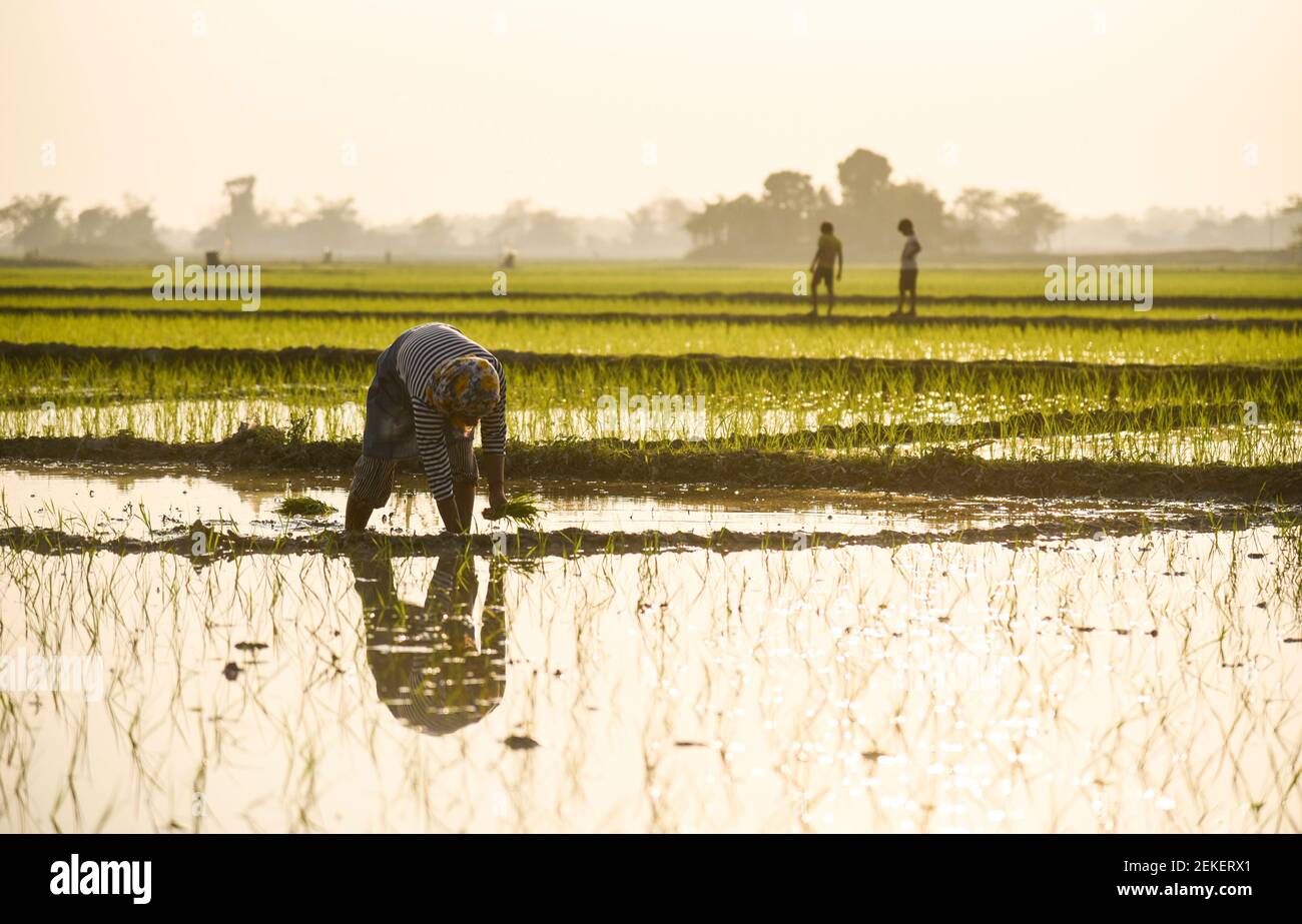 Rice cultivation assam hi-res stock photography and images - Alamy