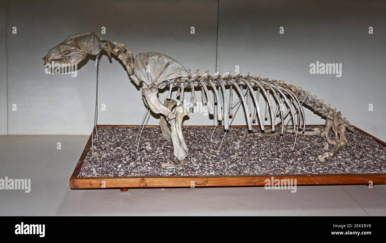 Sea Lion Skeleton
