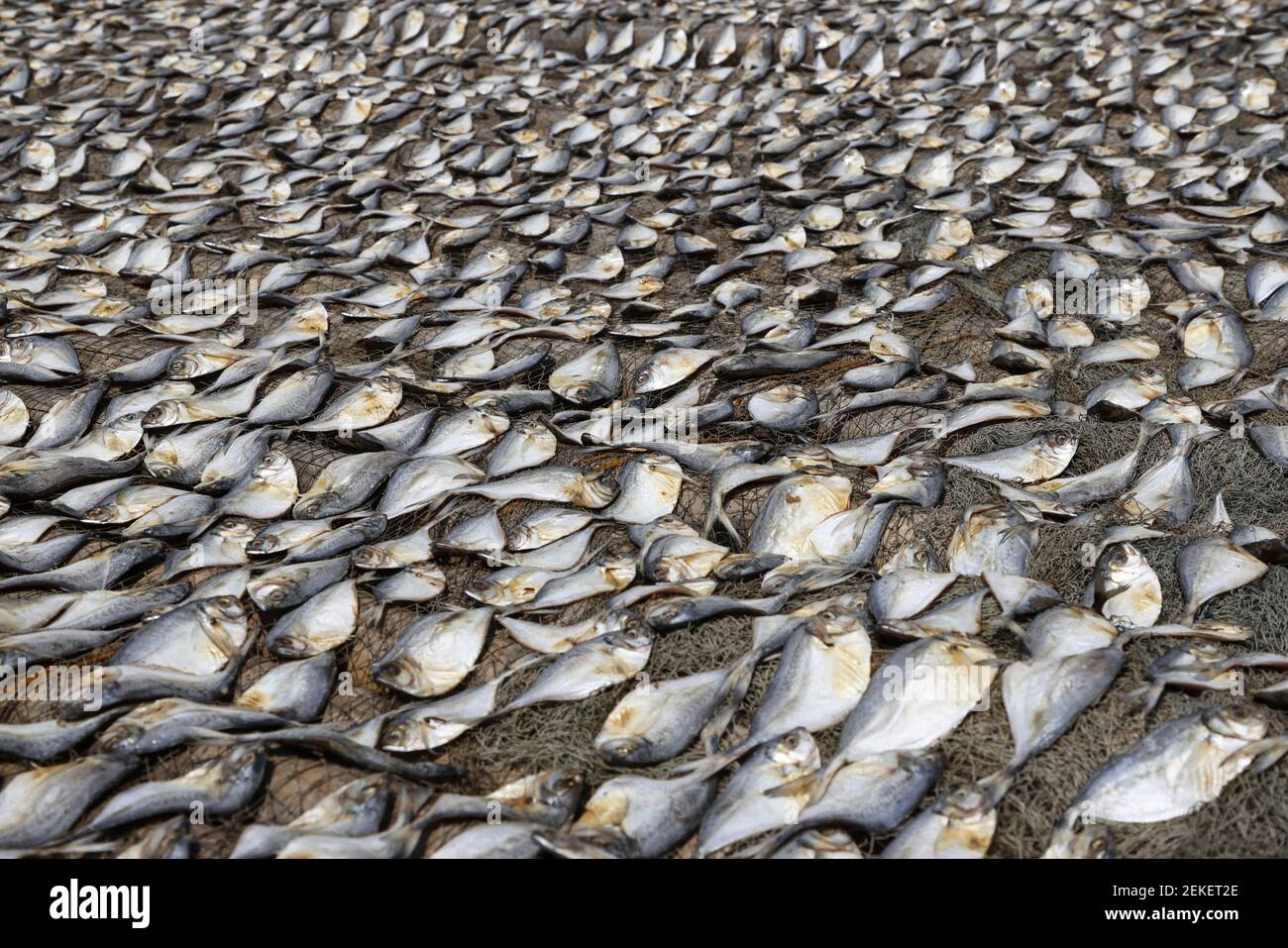 Fish drying on beach from fishing net Cape Coast Ghana. Pulled from ...