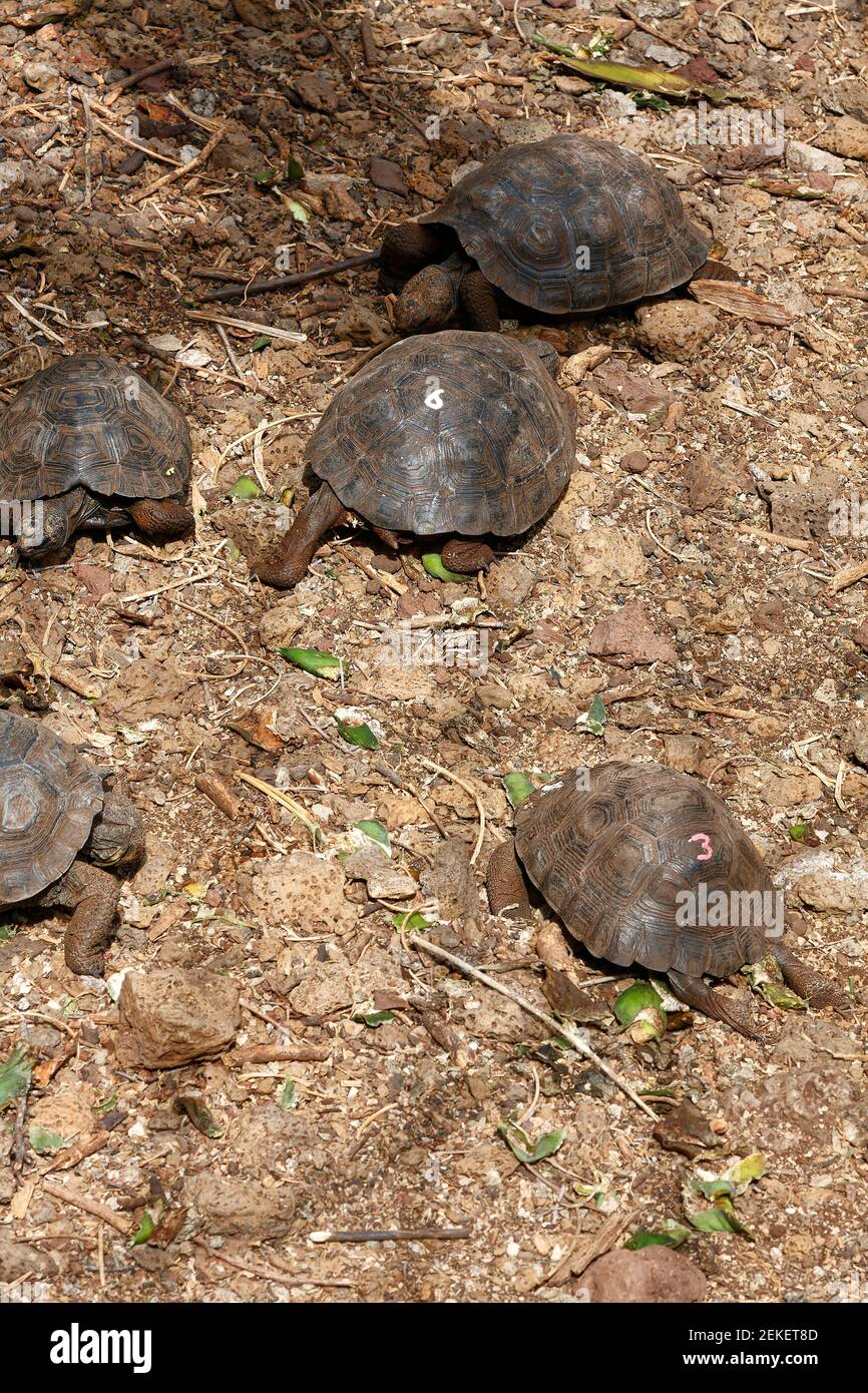 5 Galapagos Giant Tortoises, young being raised, wildlife conservation ...