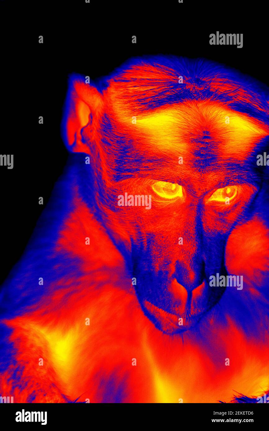 Entertaining portraits of Indian monkey. Scanning animal's body ...