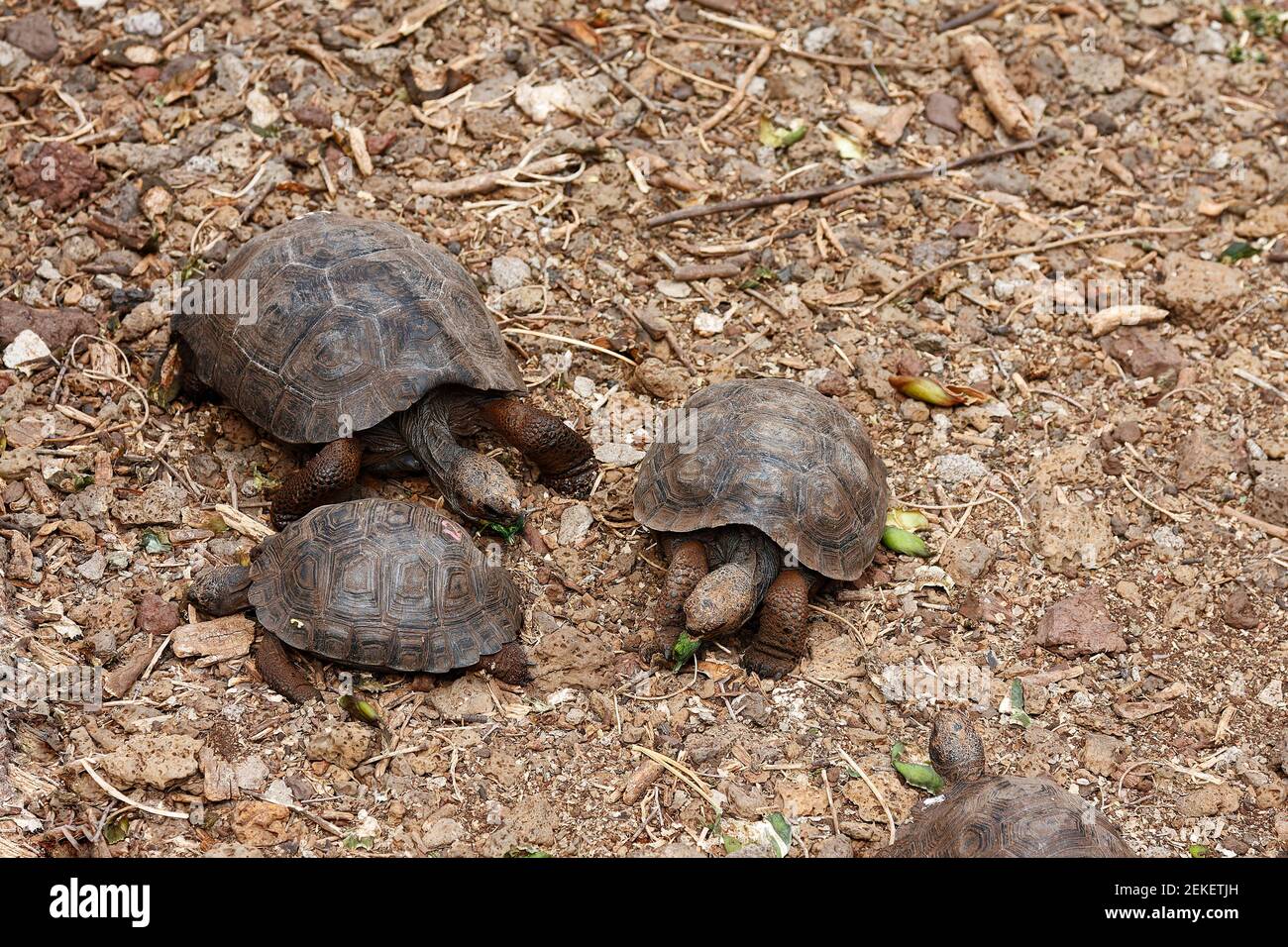 4 Galapagos Giant Tortoises, young being raised, wildlife conservation ...