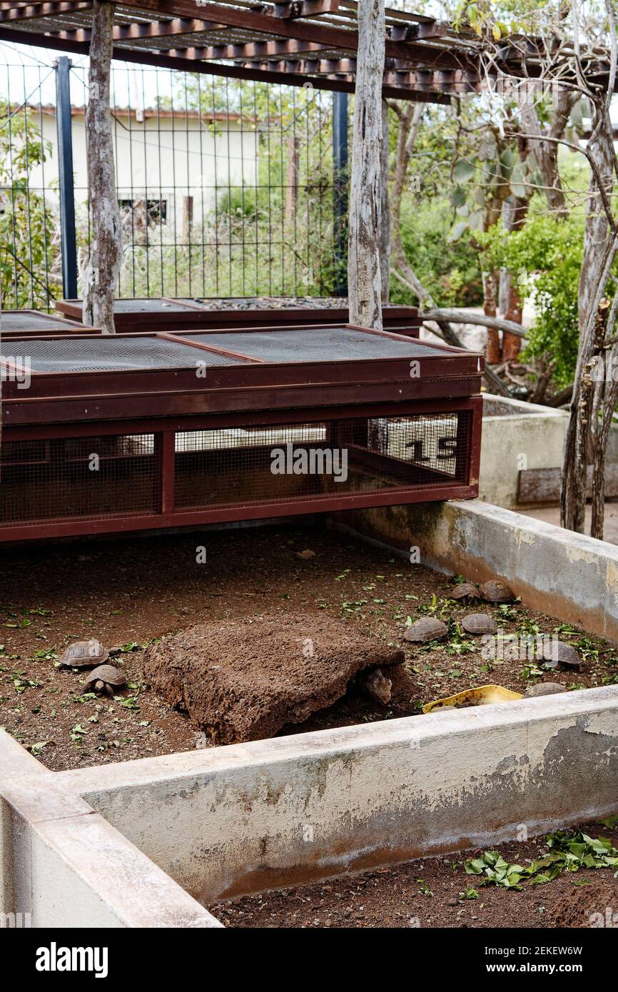 pens, Galapagos Giant Tortoises, young being raised, wildlife ...