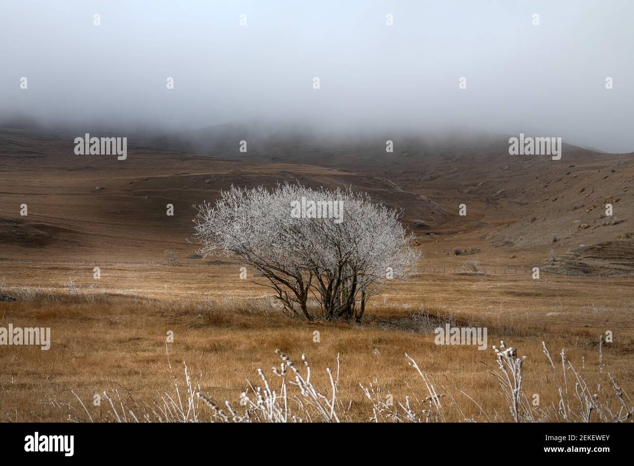 A frost-covered wild apple tree in the foothills. Icy mist drips down ...