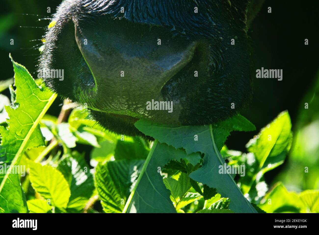 Close-up of a black chewing cow's face, masticate the grass Stock Photo ...