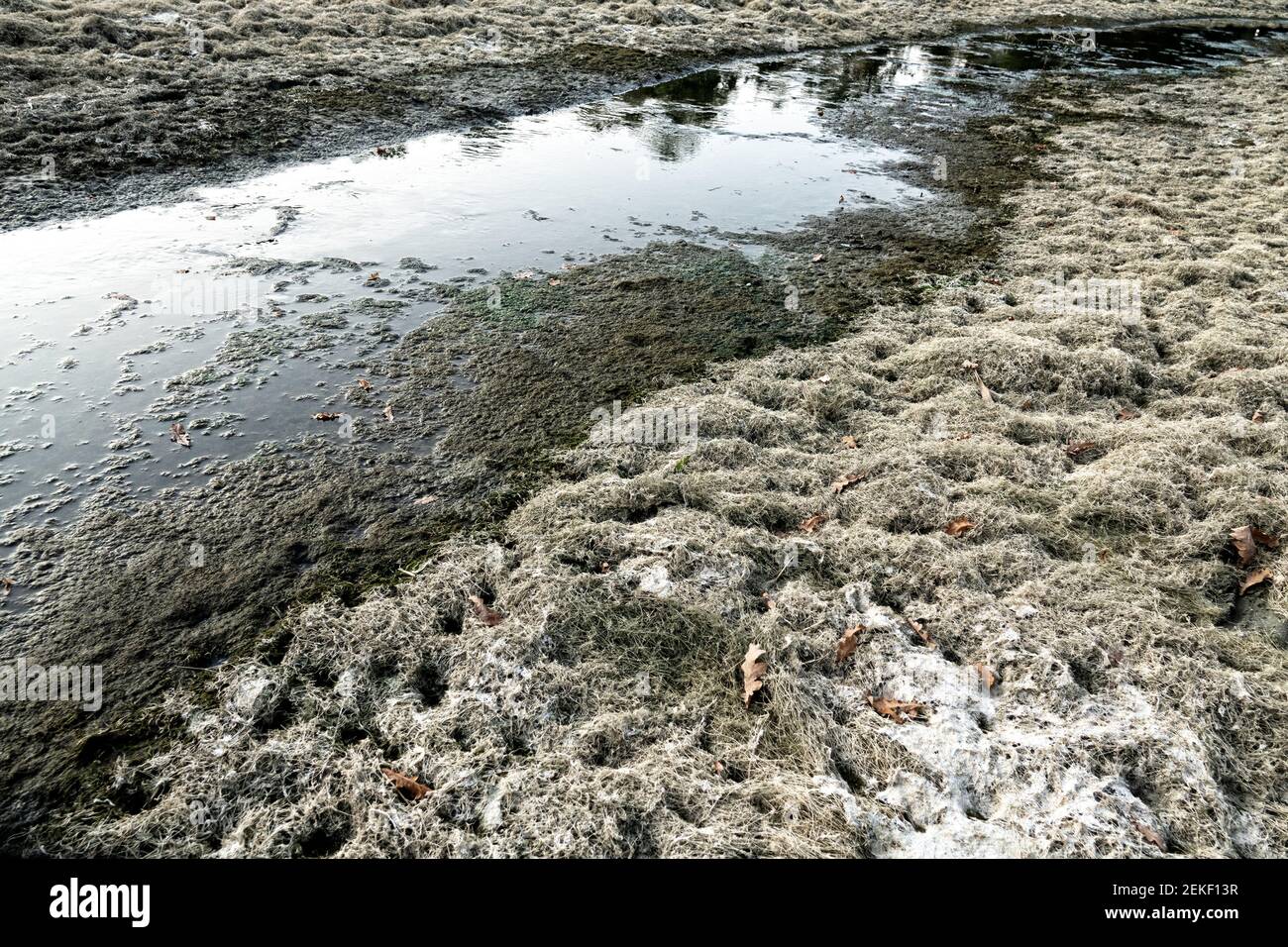 Oozy Mud High Resolution Stock Photography and Images - Alamy