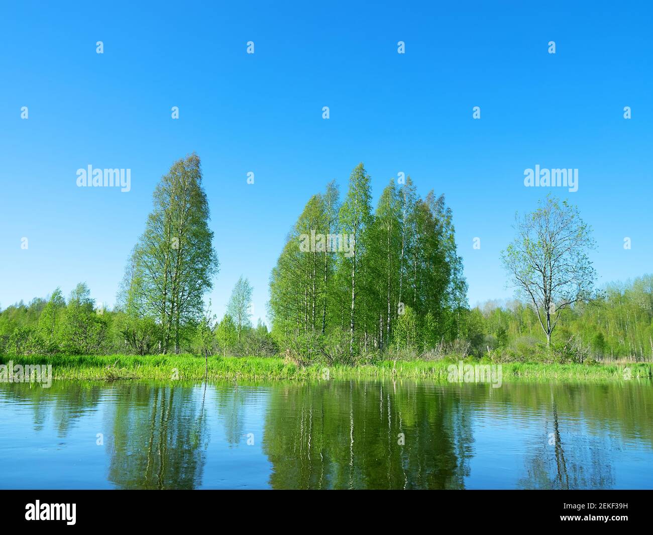 Northern swampy forest. Flooded birch and sedge thickets and water iris ...