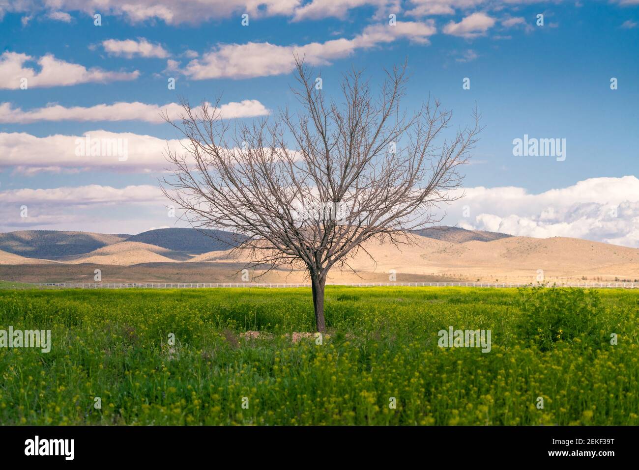 A solitaire tree with no leafs in the green field with the desert in ...