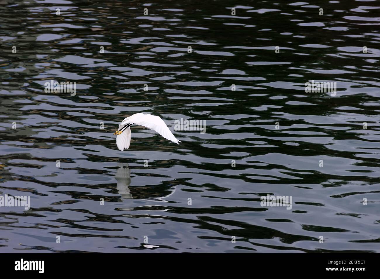 Snow-white bird over dark water. Symbol of the gods messenger, good ...