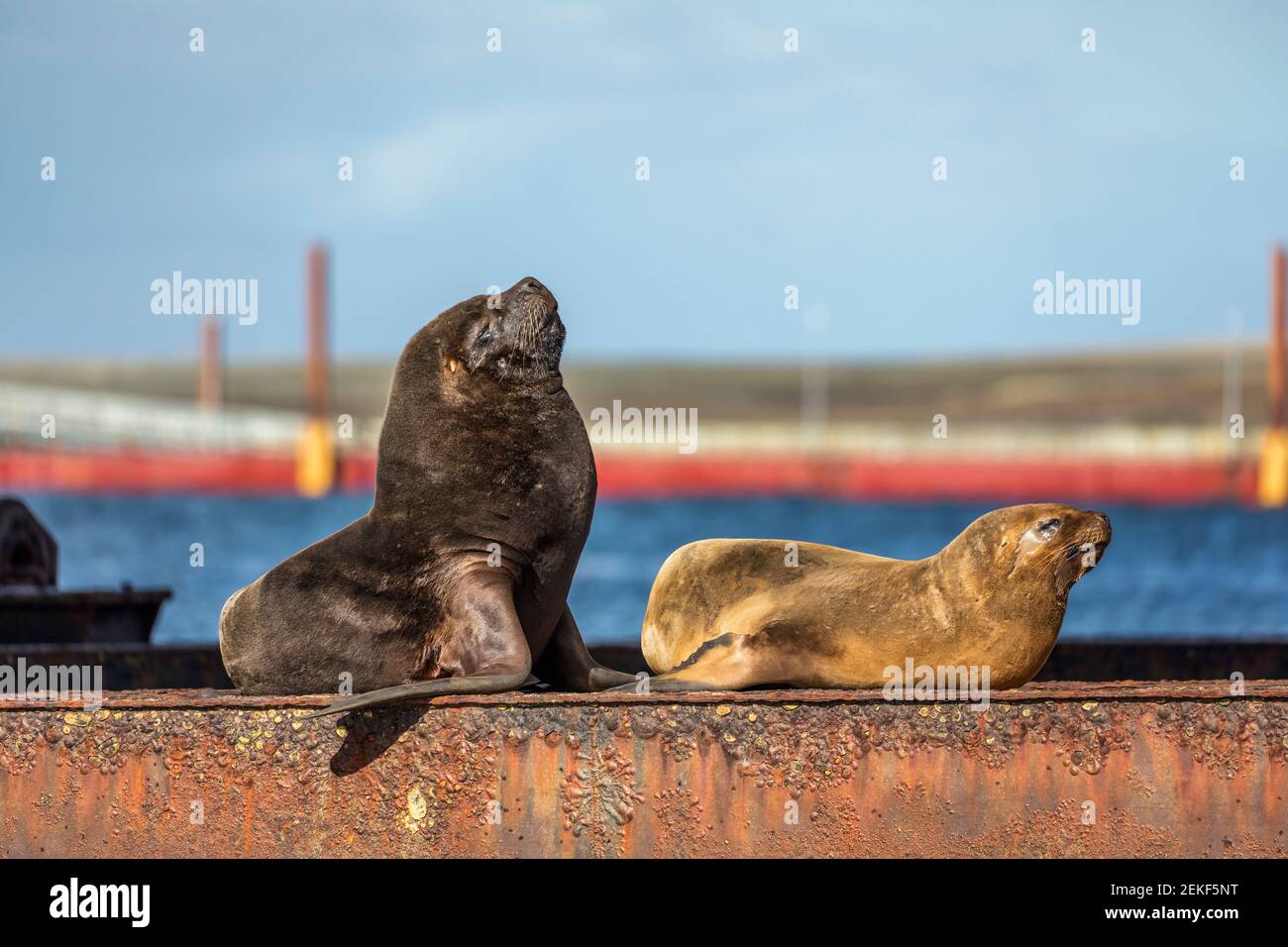 Southern Sea Lion; Otaria flavescens; Pair on Rusty Girder; Falklands ...