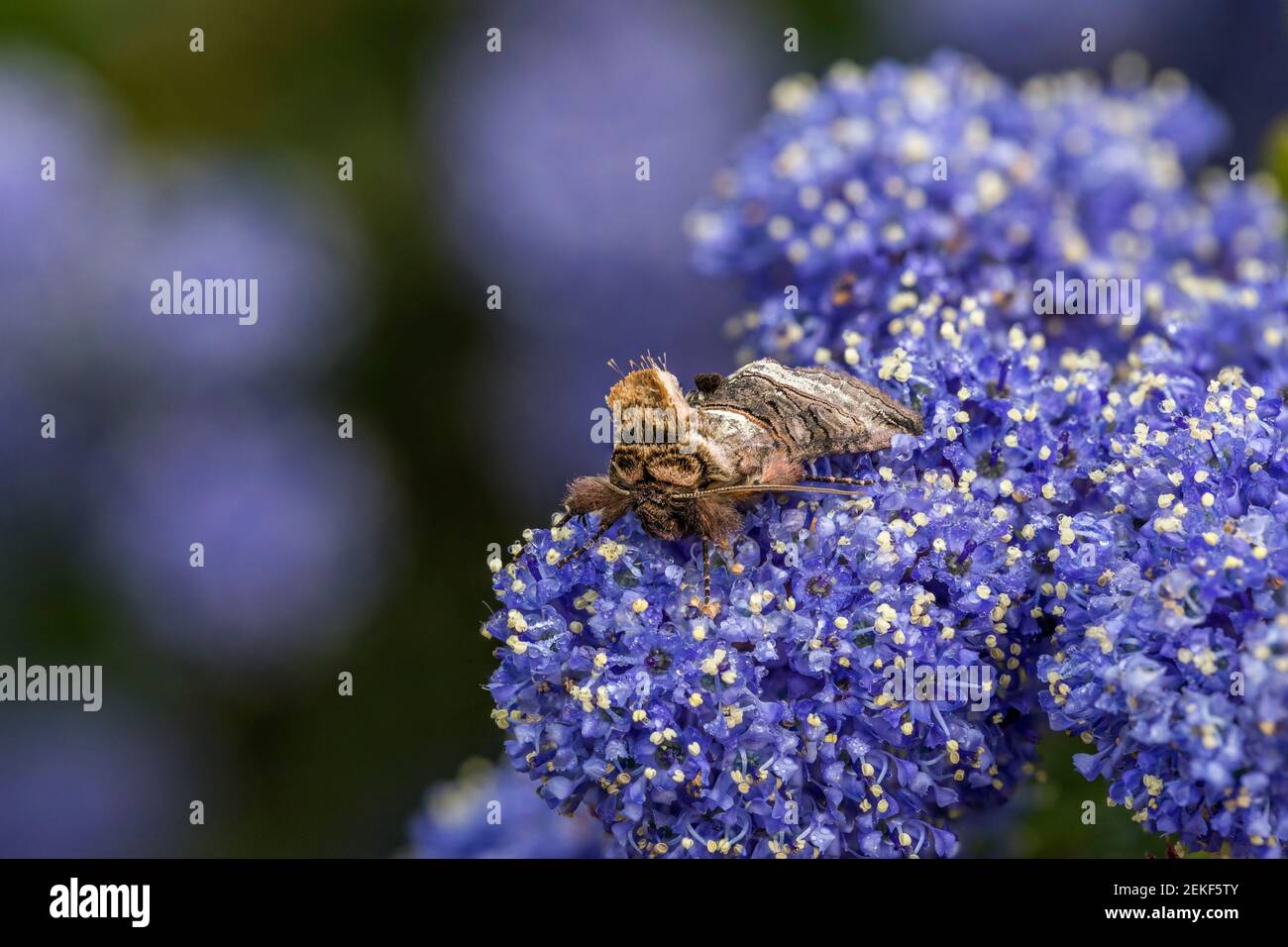 Spectacle Moth; Abrostola tripartita; on Ceanothus; UK Stock Photo - Alamy