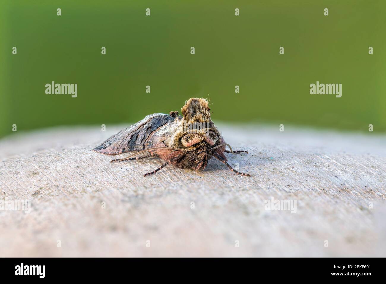 Spectacle moth hi-res stock photography and images - Alamy