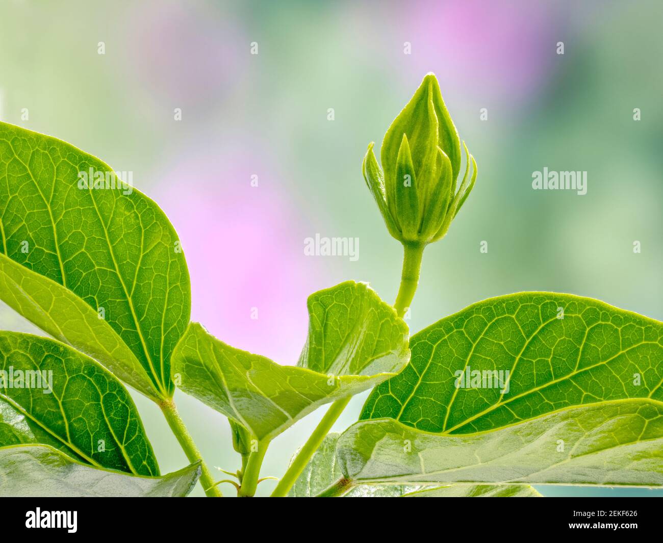 Developing plant hi-res stock photography and images - Alamy