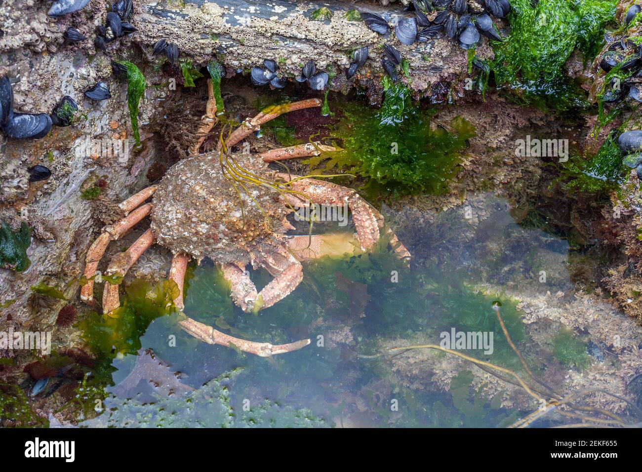 Rock pool crab hi-res stock photography and images - Alamy
