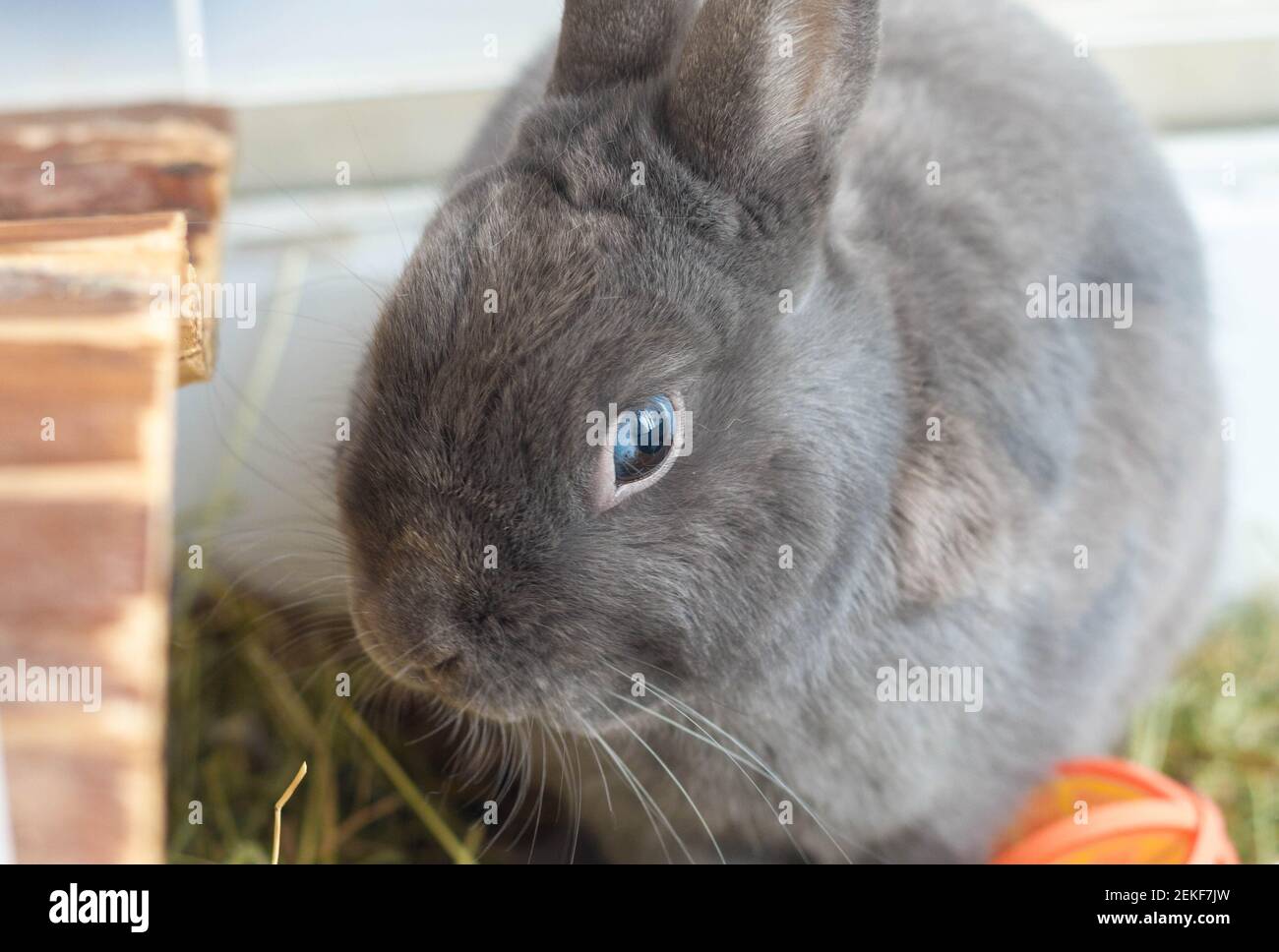 Beautiful and adorable grey rabbit with blue eyes sitting in your ...