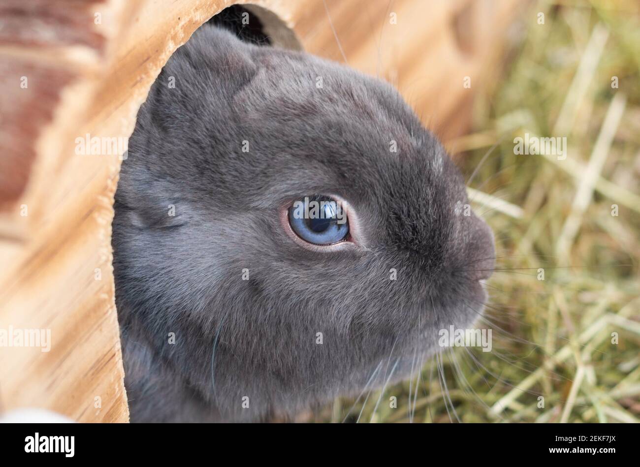 Beautiful and adorable grey rabbit with blue eyes sitting in your ...