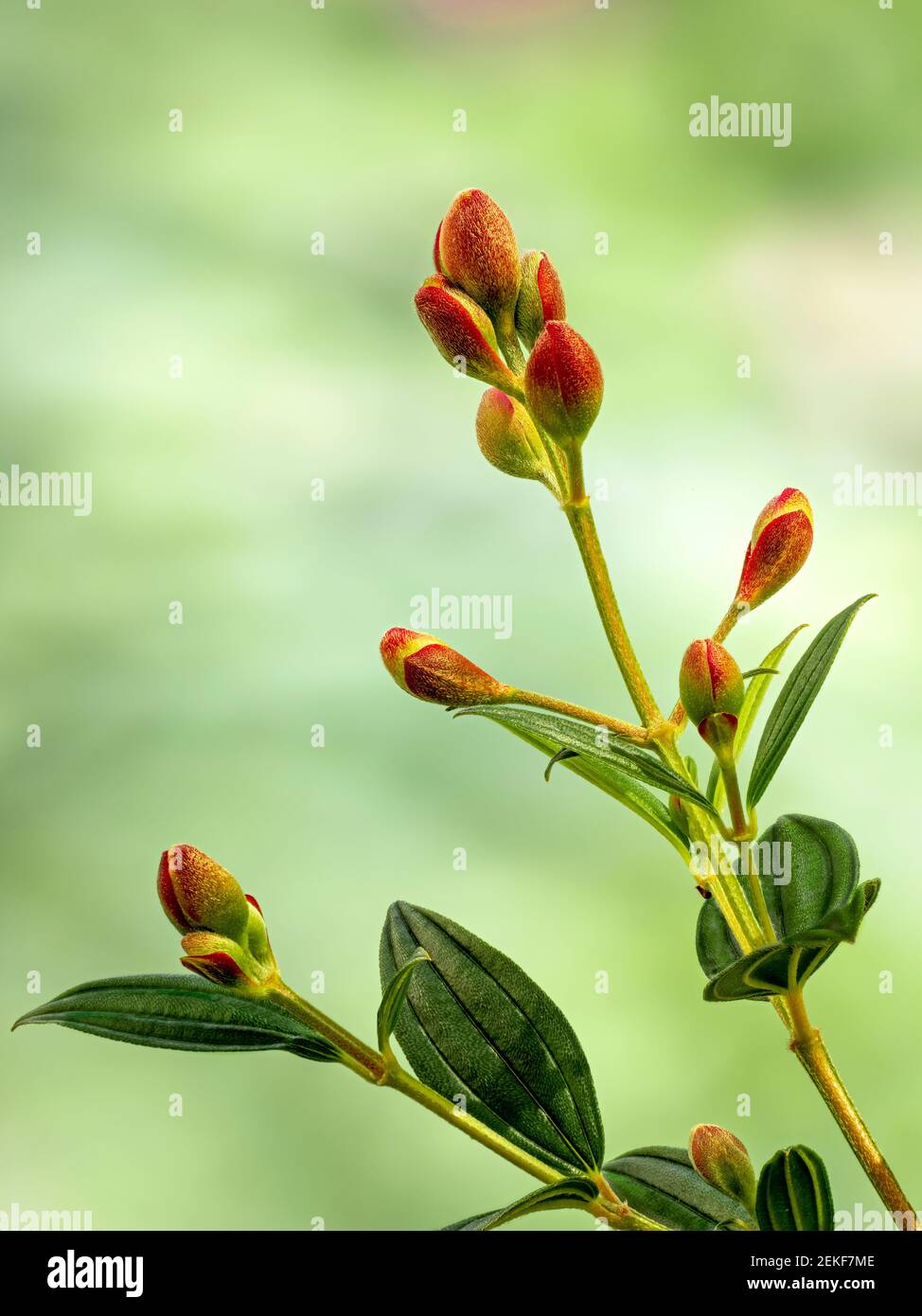 Developing on plant hi-res stock photography and images - Alamy