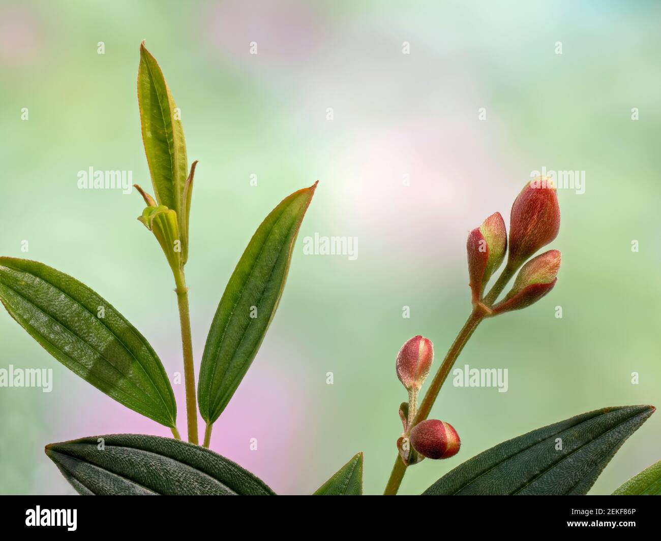 Developing flower head hi-res stock photography and images - Alamy