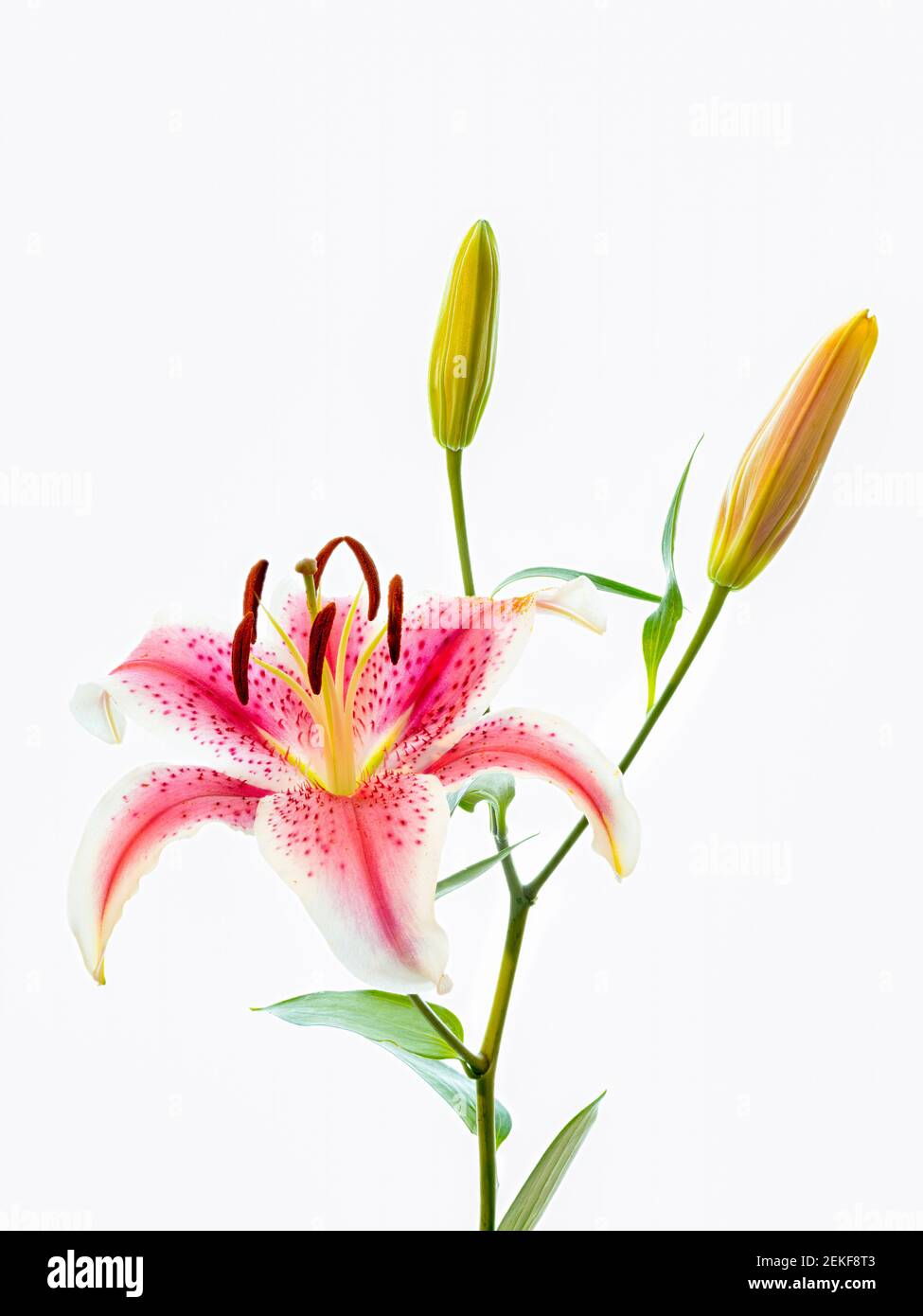 Lily flower against white background Stock Photo - Alamy
