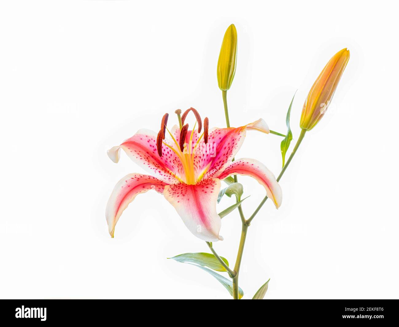 Lily flower against white background Stock Photo - Alamy
