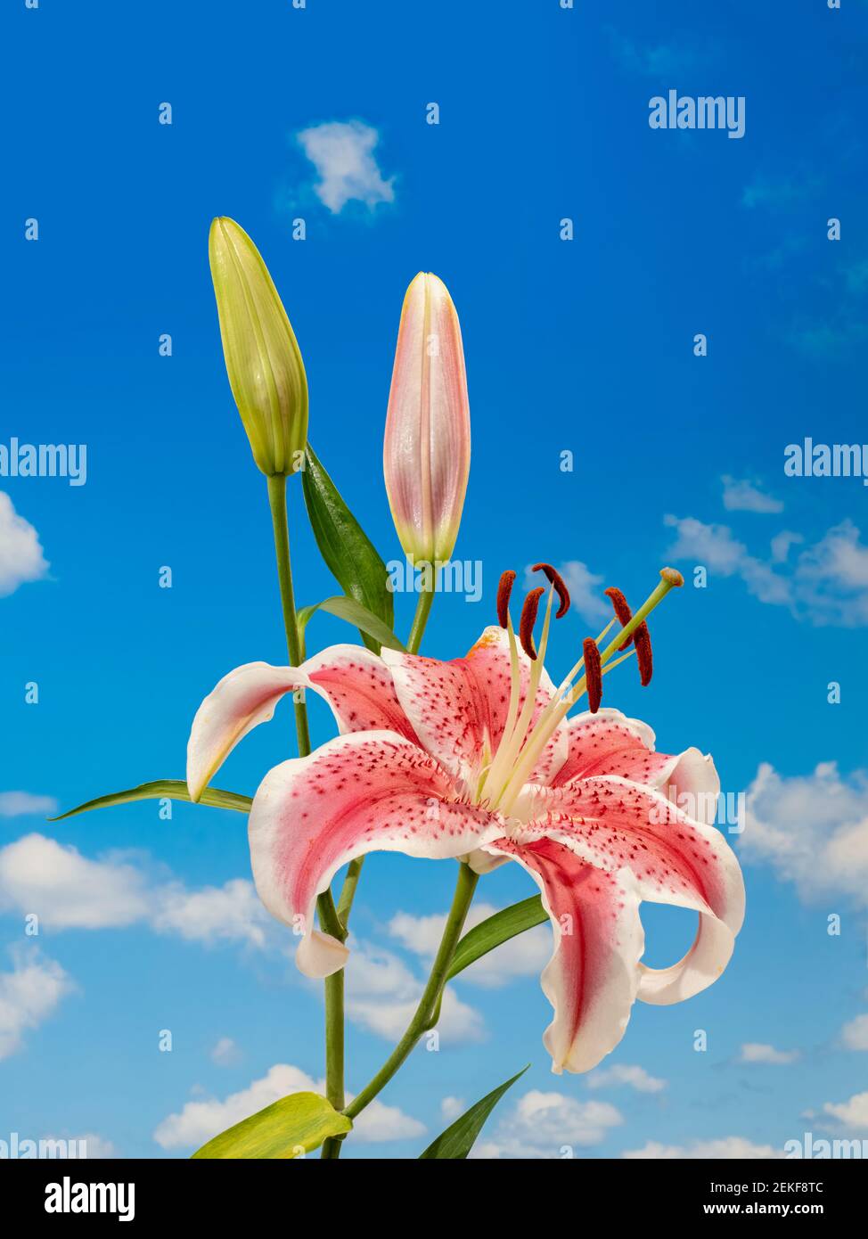 Sky lily view hi-res stock photography and images - Alamy