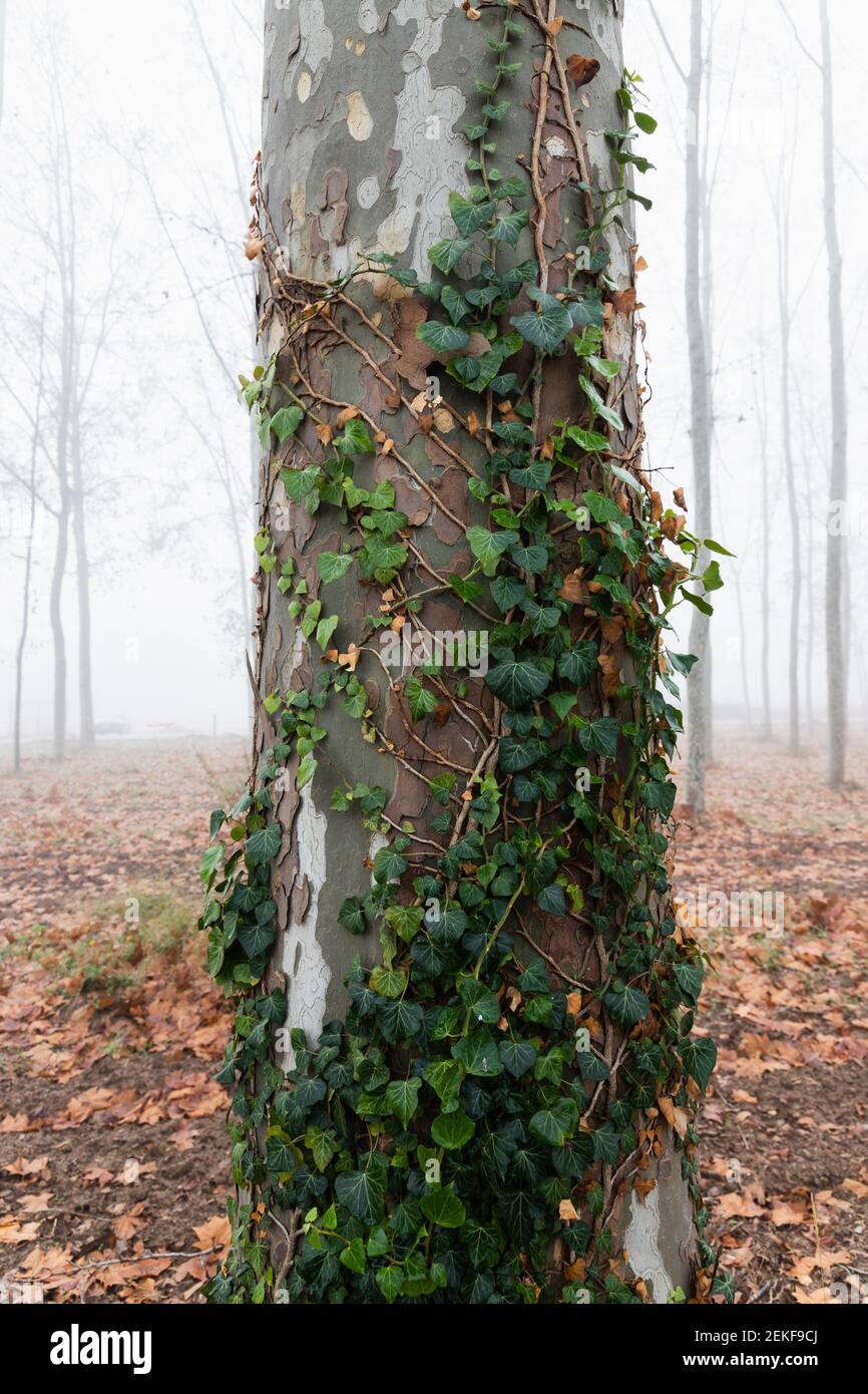 Vine climbing up rainforest tree hi-res stock photography and images ...