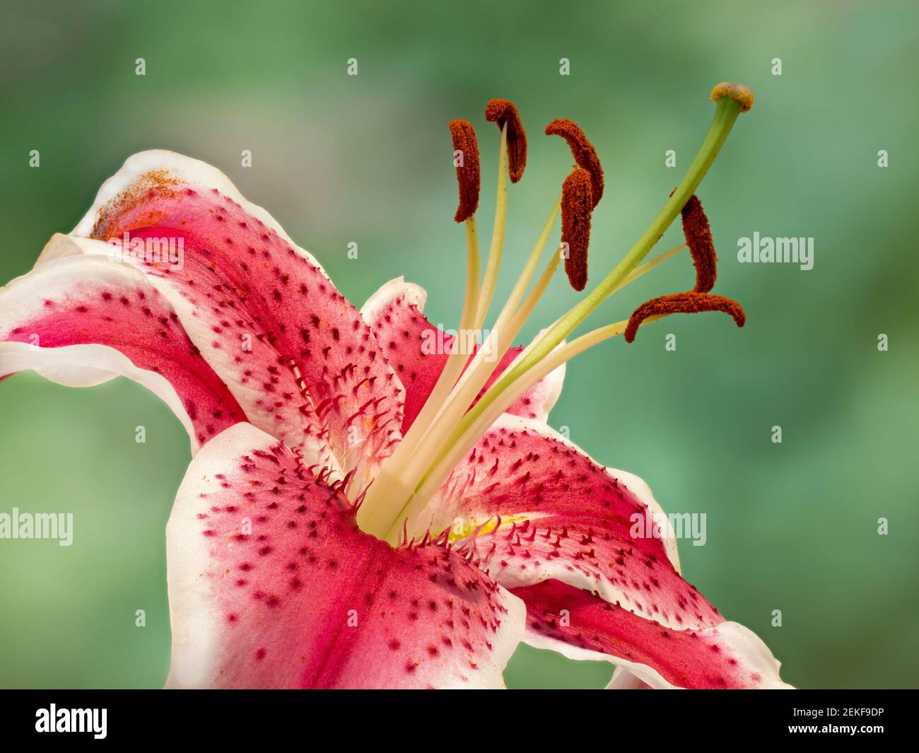 Lily nature plant hi-res stock photography and images - Alamy