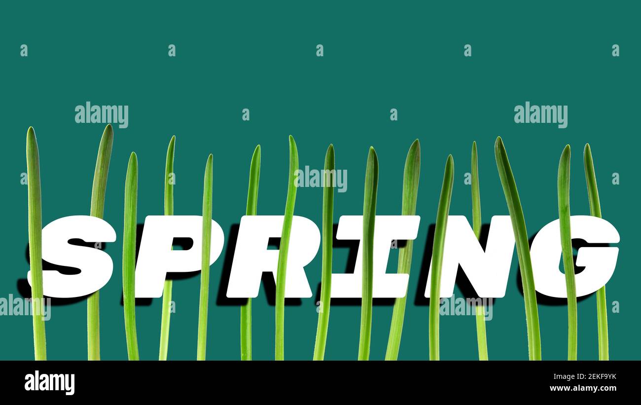 Isolated image of a stalk of green grass. Spring concept Stock Photo ...