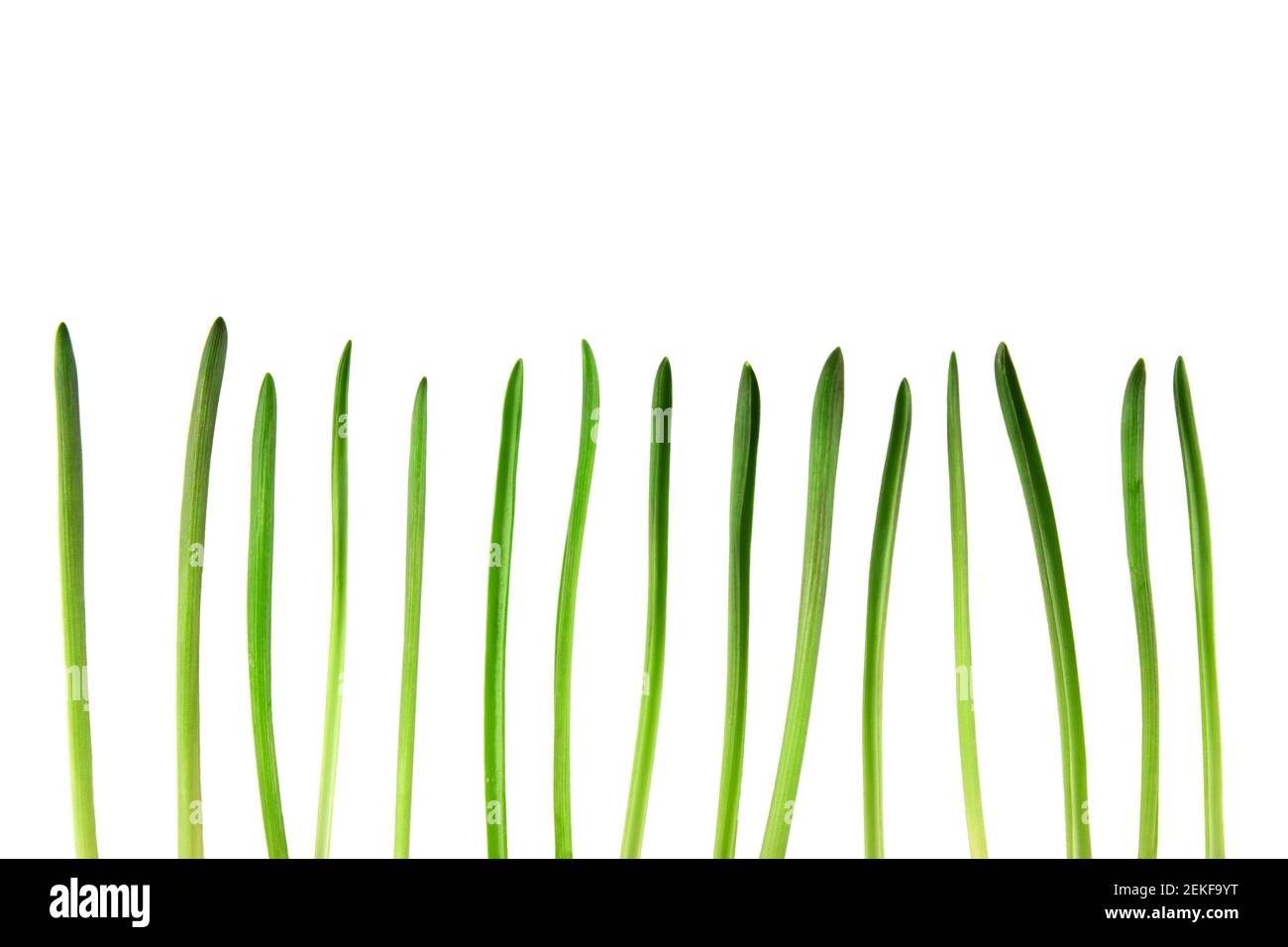 Isolated image of a stalk of green grass. Spring concept Stock Photo ...