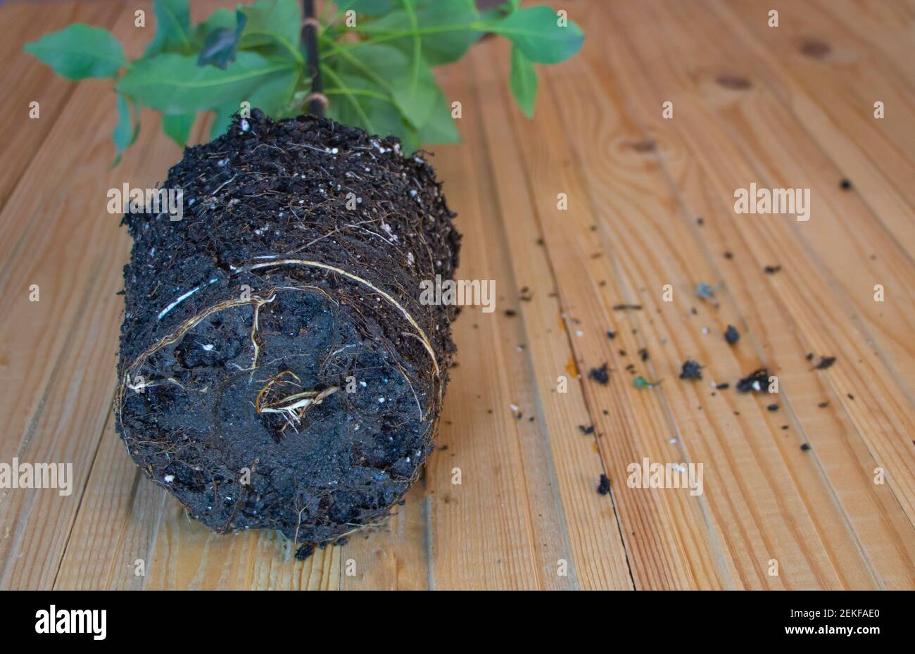 In the process of repotting Eucalyptus. Roots close up. Growing ...