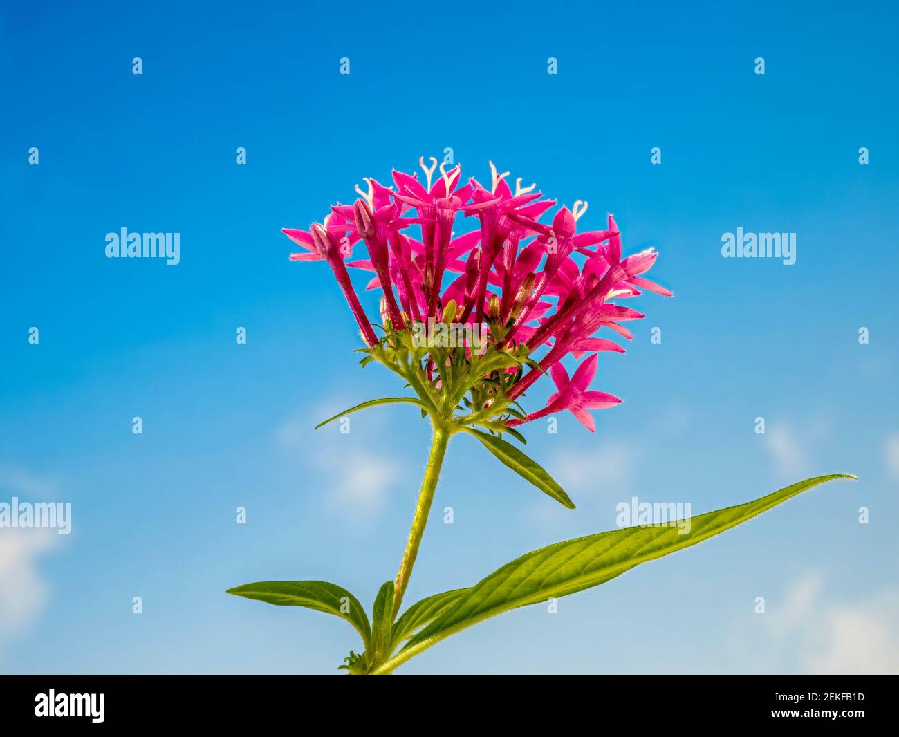 Lucky star pentas hi-res stock photography and images - Alamy