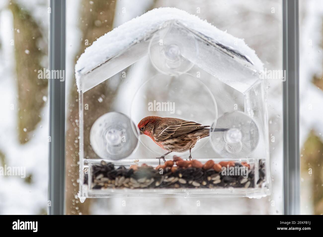 Inside bird feeder hi-res stock photography and images - Alamy