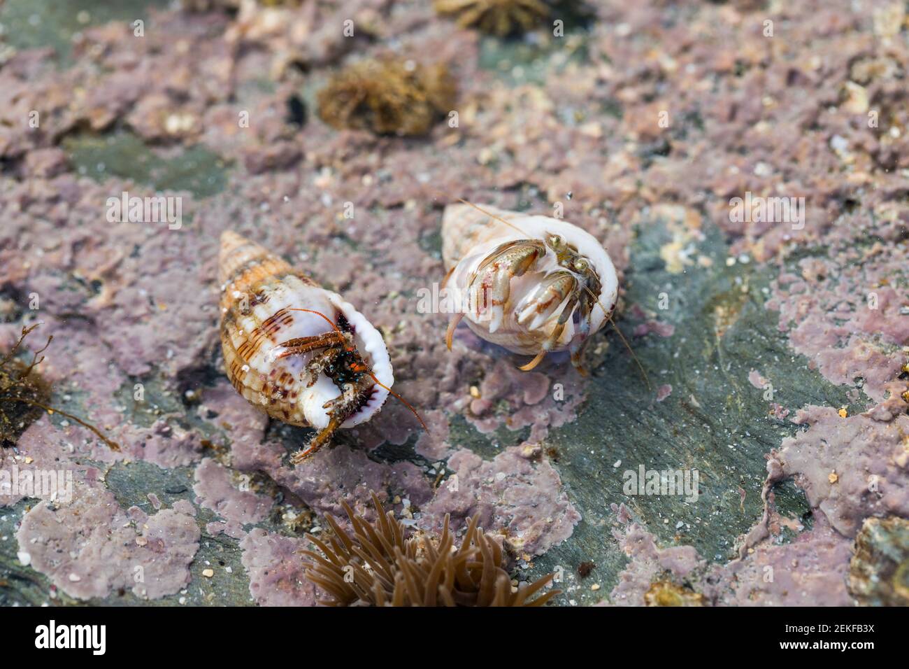 St piran’s hermit crab hi-res stock photography and images - Alamy