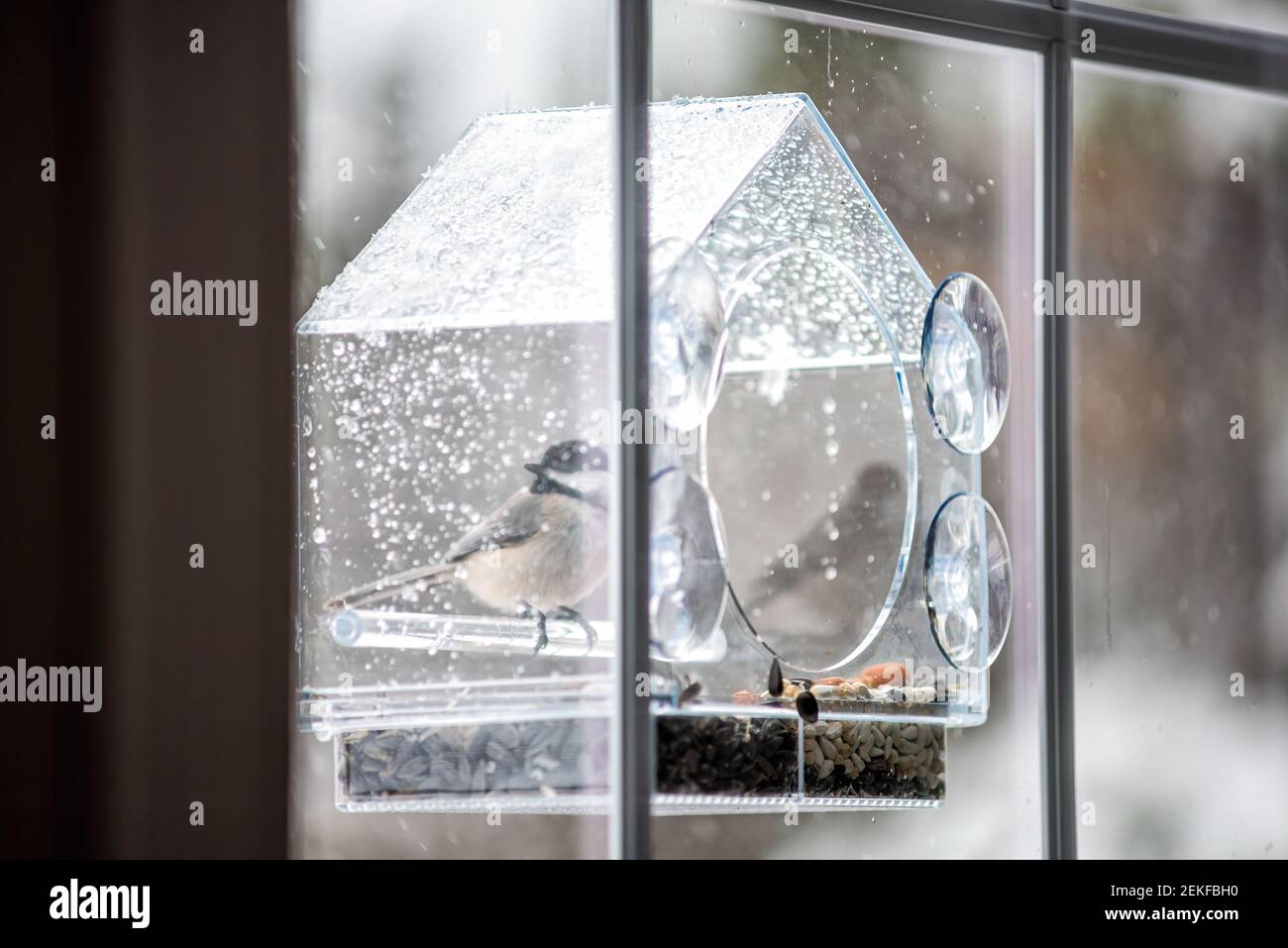 Black capped chickadee drops sunflower hi-res stock photography and ...