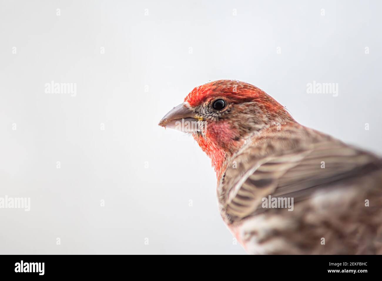 One male red house finch bird in Virginia macro closeup isolated with ...