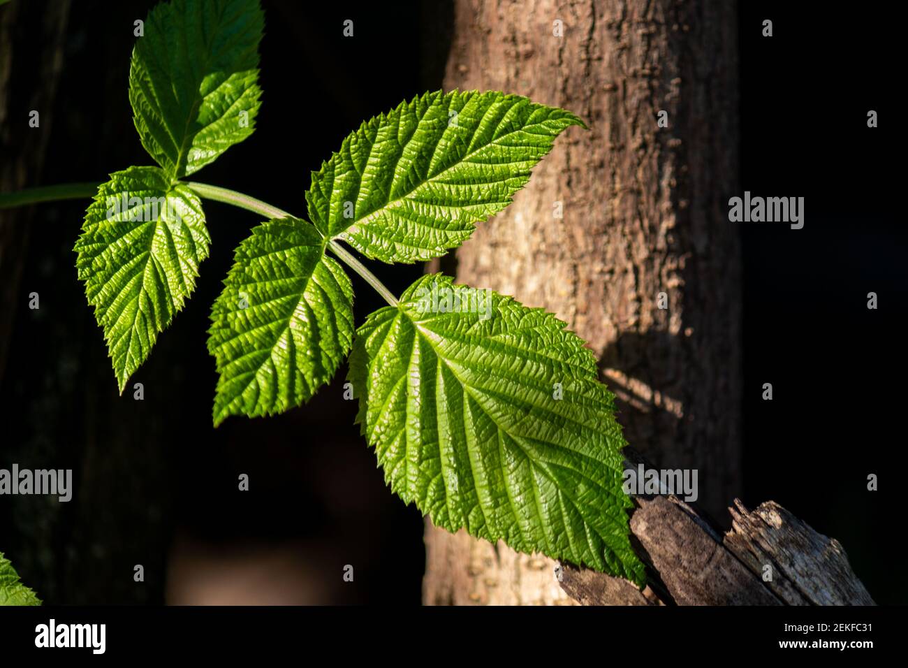 Green leaves of Red raspberry, Rubus idaeus top view. Close up ...