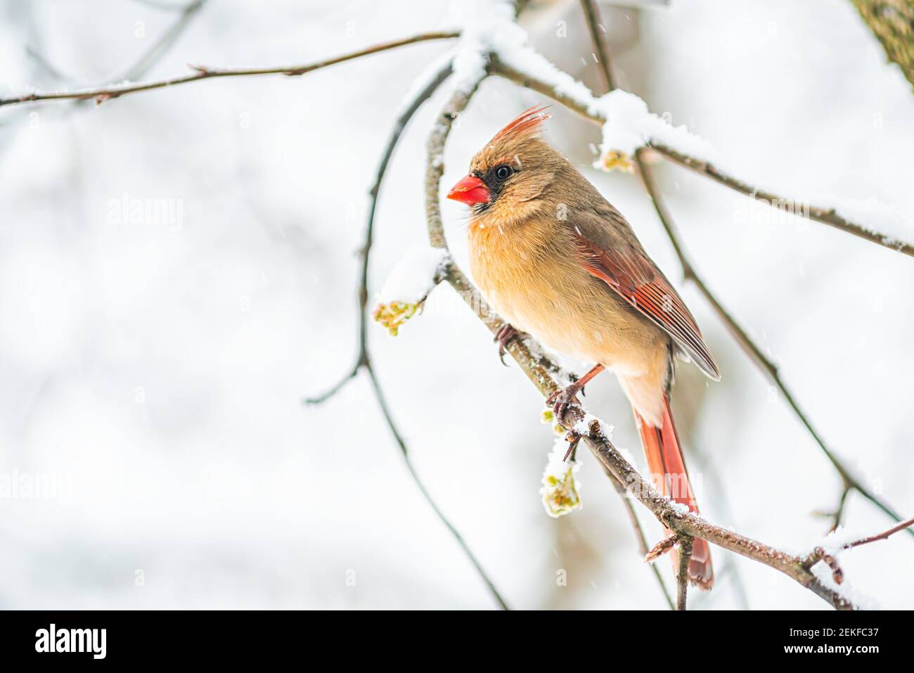 One female red northern cardinal Cardinalis bird perched on tree branch ...